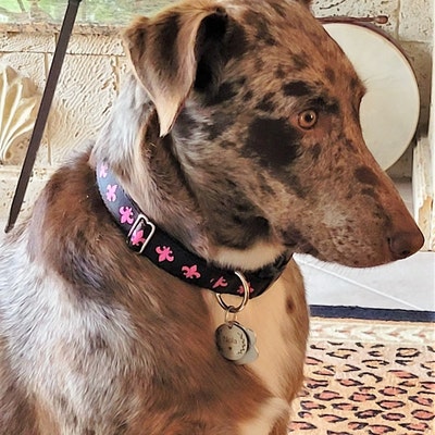 Labrador Retriever Dog Collars, Canoe Dog Collars, Wilderness Dog ...