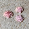 Pink Queen Conch Clamshell Clam Shell Cabochon 18x20 Mm or 14x15 Mm One ...