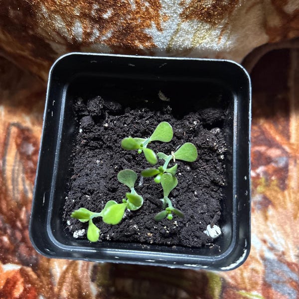 Exotic Butterfly Pea - Blue Tea Pea / Asian Pigeonwings / Blue Pigeon ...