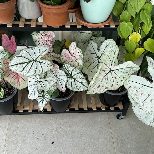 Caladiums Random Mix 'value Pack' large 3 Bulbs Size 1 new 2024 Crop in ...