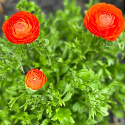 Ranunculus Aviv Rose Buy 4 Get 1 Free - Etsy