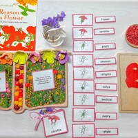 Montessori MATH Activities Monitoring Record Sheet Scope and Sequence ...
