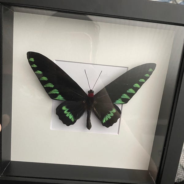 Euphaea Variegata, Teal and Violet Damselfly A, Mounted, Spread ...