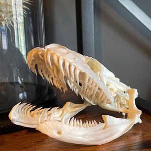 Real Lionfish Skeleton Dendrochirus Fish Taxidermy on - Etsy