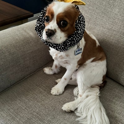 MINI FLOWER SPRING Adjustable Dog Snood: Protect Ears While Eating ...