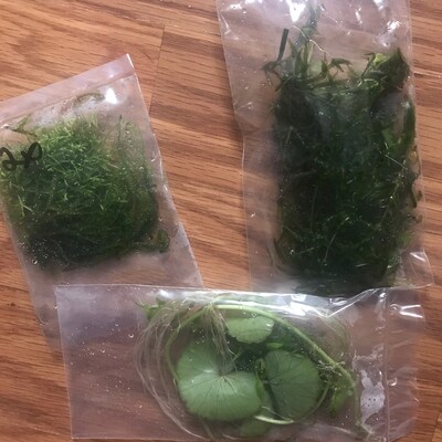 NO FLOATERS Beginner Pack 10 Tiny Random PLANT Species Low Tech Live ...