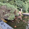 Hedgehog Pond Ramp, Hedgehog Conservation, Pond Decorations, Gardener ...