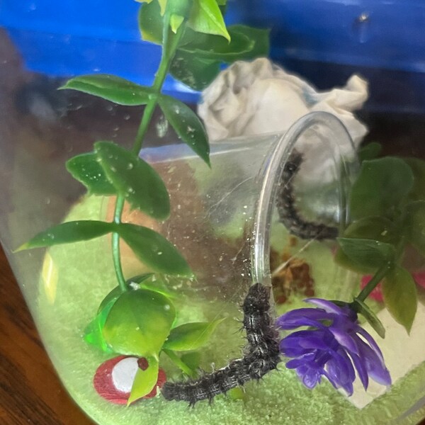 Live Venus Flytrap Plant Kit in 4.5 Terrarium Carnivorous Plant Food ...