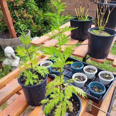 Pokeweed phytolacca Americana Seeds - Etsy