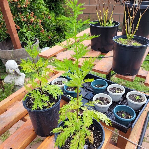 Meadowsweet (spiraea Ulmaria) Seeds, Organic - Etsy