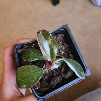 Alocasia Tigrina Superba Starter Plant ALL STARTER PLANTS - Etsy
