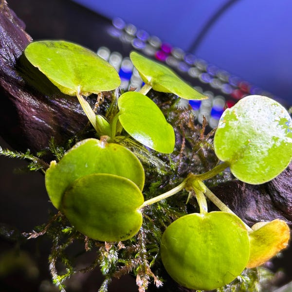 Amazon Frogbit, Limnobium Laevigatum, Live Aquarium/aquatic/floating ...