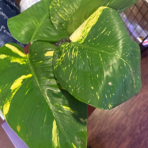 Giant Hawaiian Pothos (shipped From Hawaii!!) - Etsy
