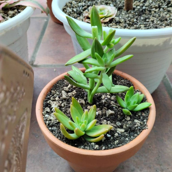 Sansevieria Punk | Sansevieria Fernwood Punk | Rare Snake Plant | Very ...