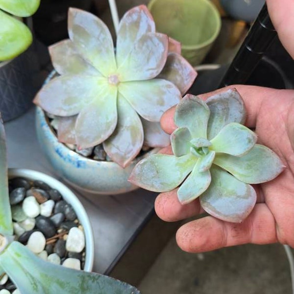 Haworthia Picta Metallic Red - Etsy