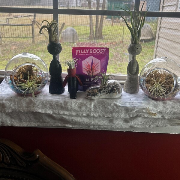 Tilly Boost 4oz | Tillandsia & Bromeliad Food | Air Plant Fertilizer ...