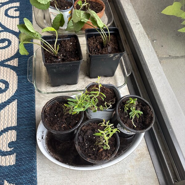 5 Mixed Coreopsis Starter Perennials. Loves Sun. Super Easy to Grow ...