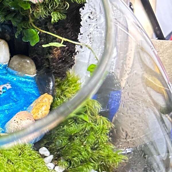 Princess Pine Tree Clubmoss Plants for Fairy Garden, Terrarium, Garden ...