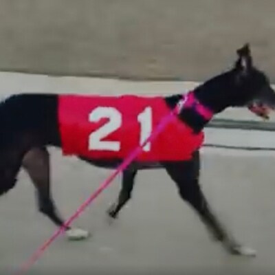 Racing Jackets, Race Coats , Greyhound Jackets, Greyhound Racing ...