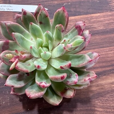 Rare Succulent: Imported Succulent Korean Echeveria Agavoides Variegated and Monstrous Jenny ...