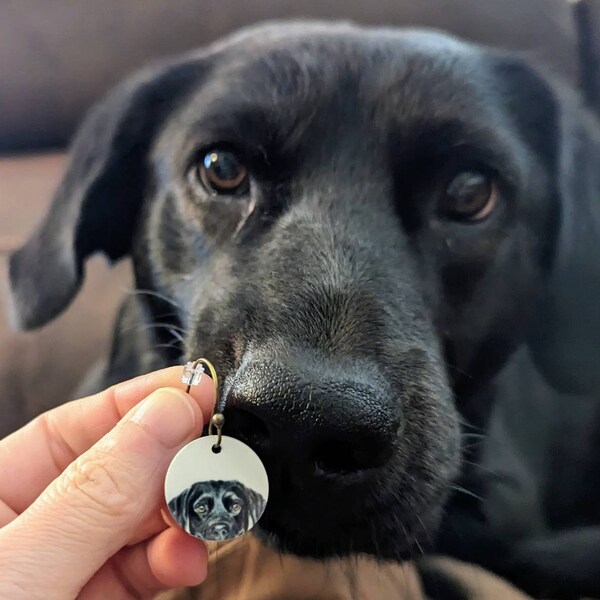 Labrador Retriever Earrings, Black, Chocolate or Yellow Lab - Etsy