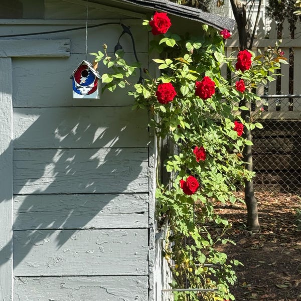 Oregon Ducks......license Plate Birdhouse - Etsy