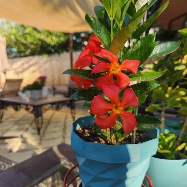 New Mandevilla Firedup Orange Live Starter Plant - Etsy