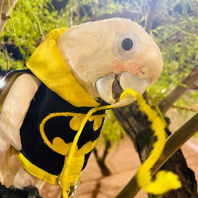 Red Feather Protector for Plucking Parrots/birds Bespoke Babesinthehood ...