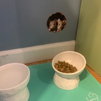 NEW Mouse Family of 4 Reading a Book Mouse Hole Sticker - Etsy