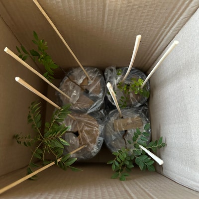 Organic Emperor Lychee Live Plant Litchi Chinensis 1 Live Plant Hybrid ...