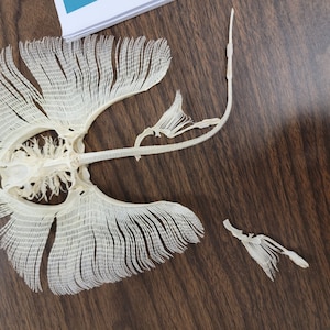 Real Lionfish Skeleton, Dendrochirus, Fish Taxidermy, on Display Base ...