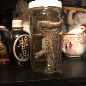 Four Mummified/preserved Fetal Piglets Displayed in Riker Box - Etsy