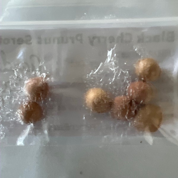 Black Cherry Seeds - Organic, Heirloom, Open Pollinated, Non GMO - Grow ...