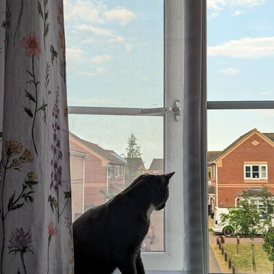 Custom Flat Cats Window Screens Mesh Window Protection for Cats - Etsy