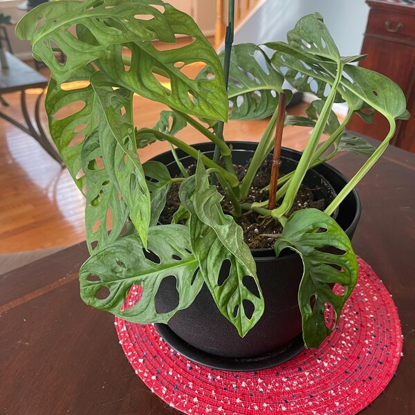 Rio Pothos RARE Variegation Great Price Starter or No Root Cutting ...