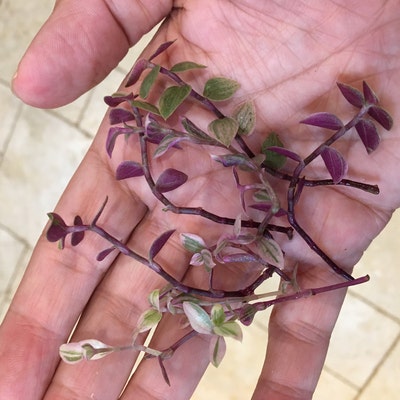 1x Rare Cutting Sillamontana Variegata Tradescantia - Etsy UK