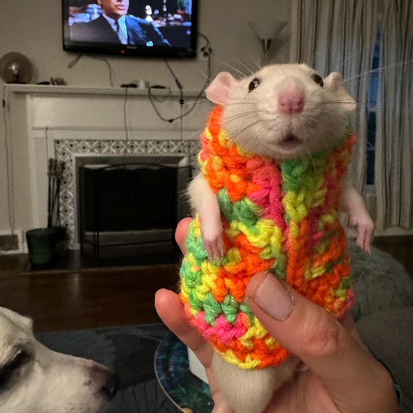 Rat Sweater - Cozy Sweater - Pet Sweater - Red Heart - Yarn - New ...