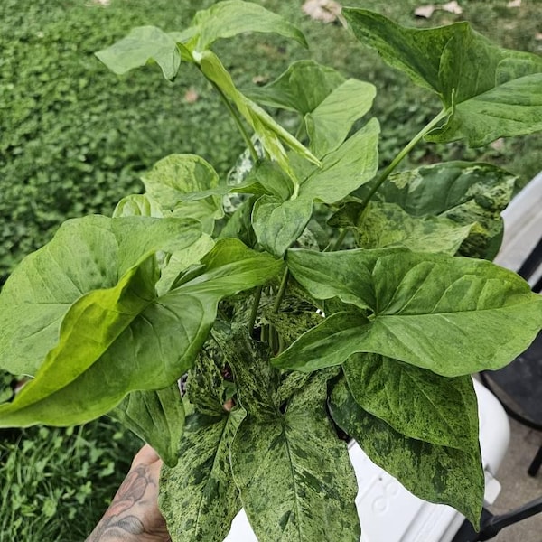 4” Monstera Peru Pot - Karstenianum Plant - Big Foliage Leaves - Fully ...