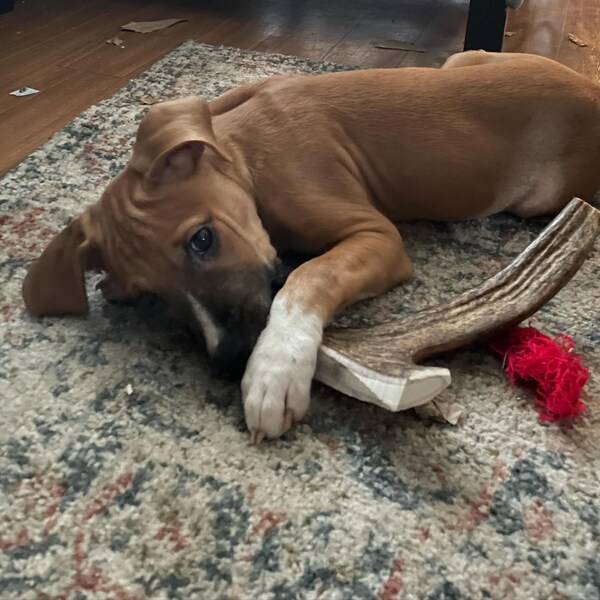 Split Moose Antler Base Dog Chew - Etsy