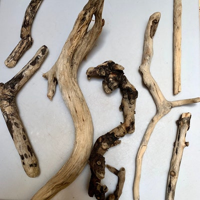 Purple Muscle Shell Pendant. Suspended From 18 Inch Sterling - Etsy