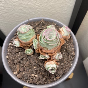 Lithops Aucampiae Rudesheim Ruby 10 Seeds - Etsy