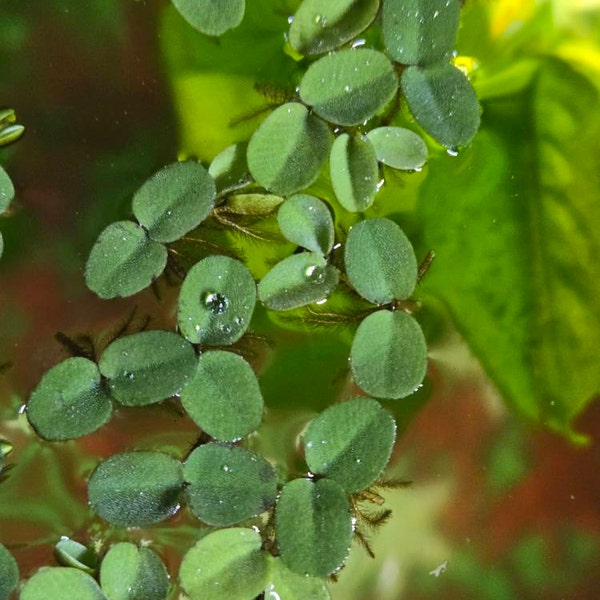 50+ Leaf Velvet Water Spangles (+FREE BONUS PLANT) Salvinia Cucullata ...