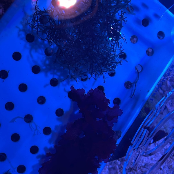 LIVE | 10-pack Macro Algae Sampler | Macro Algae/macroalgae Coral for ...