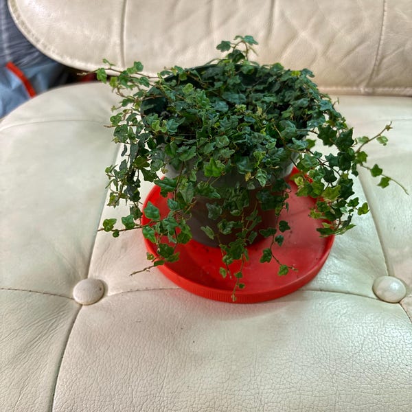 Peperomia Piper Parmatum Live Plant | Peperomia Plant Starters | Pet ...