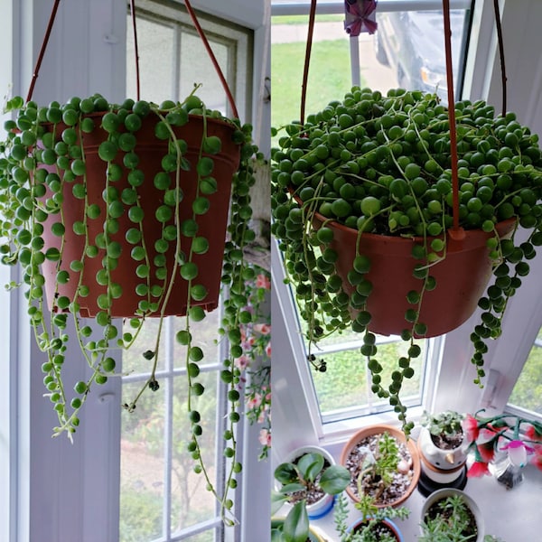 Hanging String of Pearls Succulent Plant - Etsy