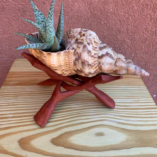 Large Wood Display Stand I Large Wooden Display Stand I Conch Shell ...