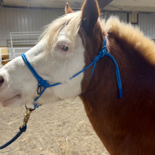 18ft Driving Line Black Horse Rope Lunge Line Gift for Horse Owner ...