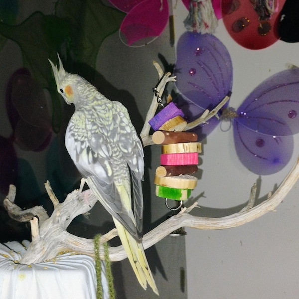 Windy Pods for Shrimp, Fish, Aquariums Craft Supplies Botanicals - Etsy