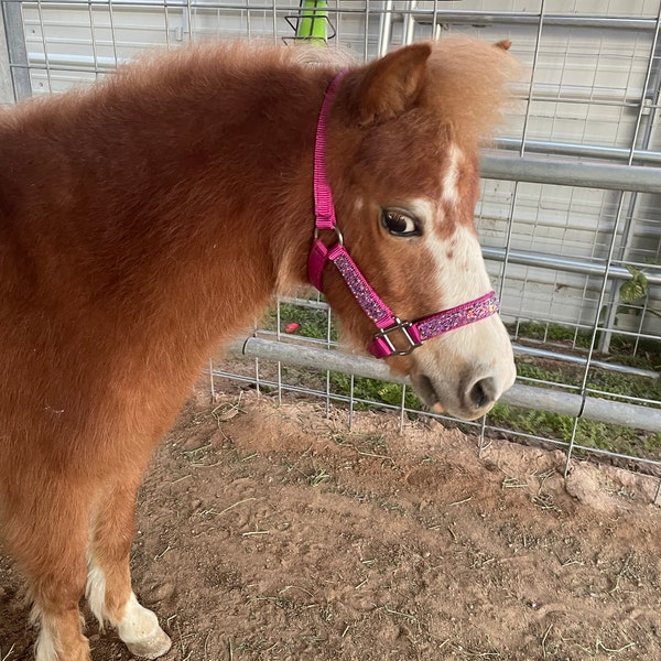 Miniature Cow Halter, Jersey, Highland, Dexter, Glitter, Diamonds ...