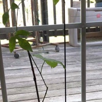 Florida Grove Pepper Seeds Super Hot Florida Firecracker Wild Grove ...